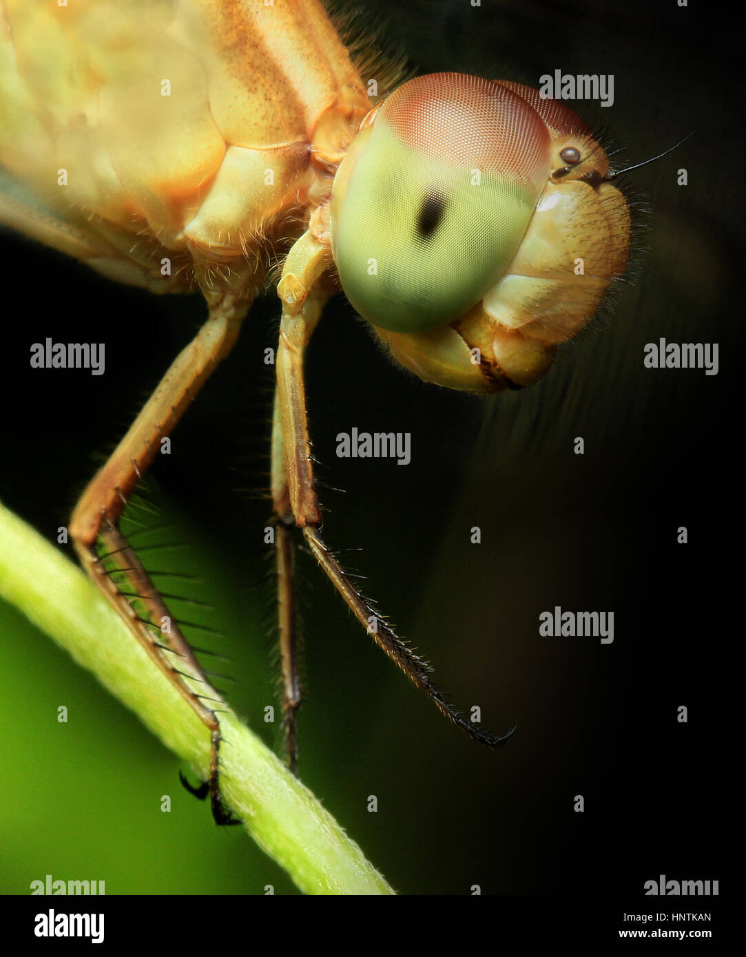 extreme macro of spiders/flies/bees with amazing colors and sharpeness ...