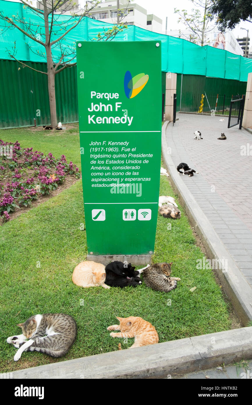 The Cats of Parque Kennedy , Lima , Peru Stock Photo - Alamy