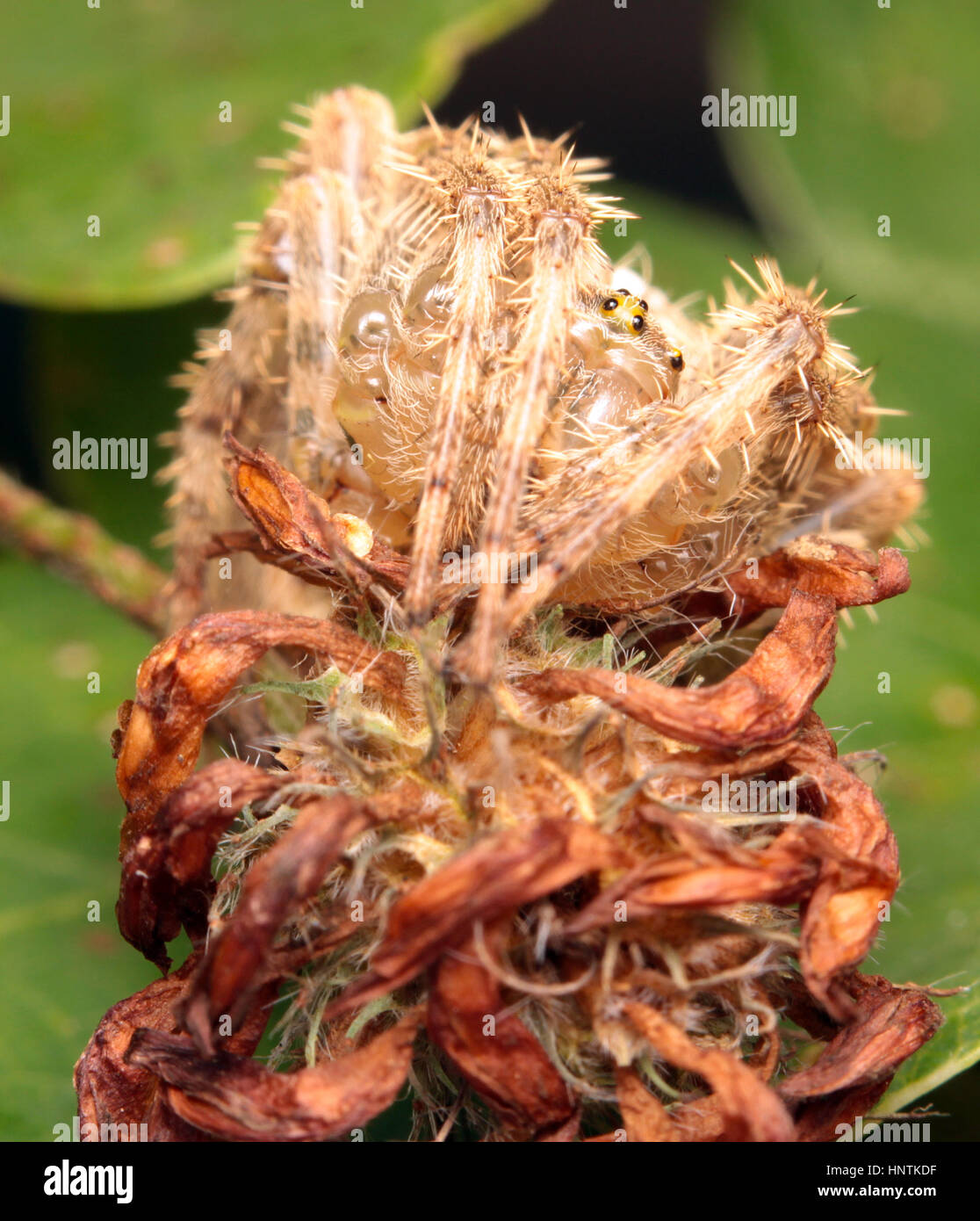 extreme macro of spiders/flies/bees with amazing colors and sharpeness ...
