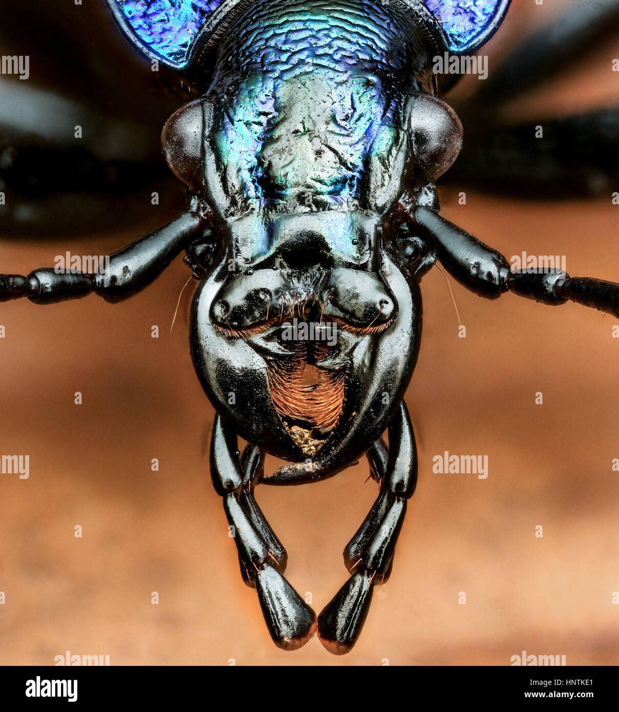 extreme macro of spiders/flies/bees with amazing colors and sharpeness ...