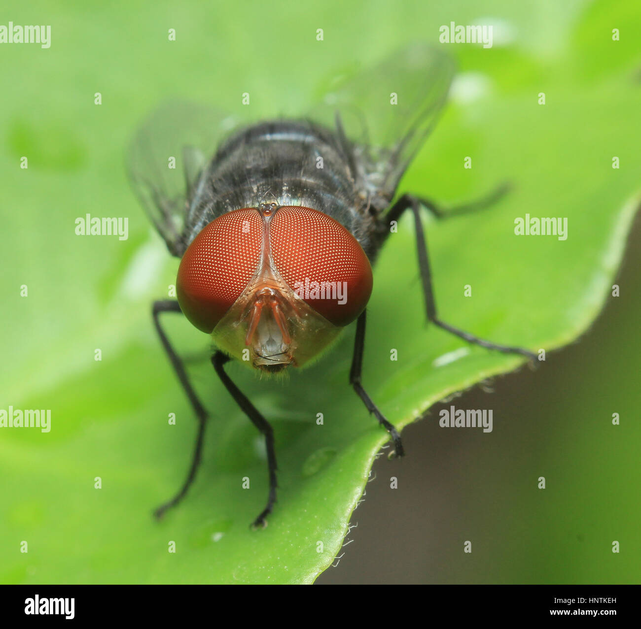 extreme macro of spiders/flies/bees with amazing colors and sharpeness ...