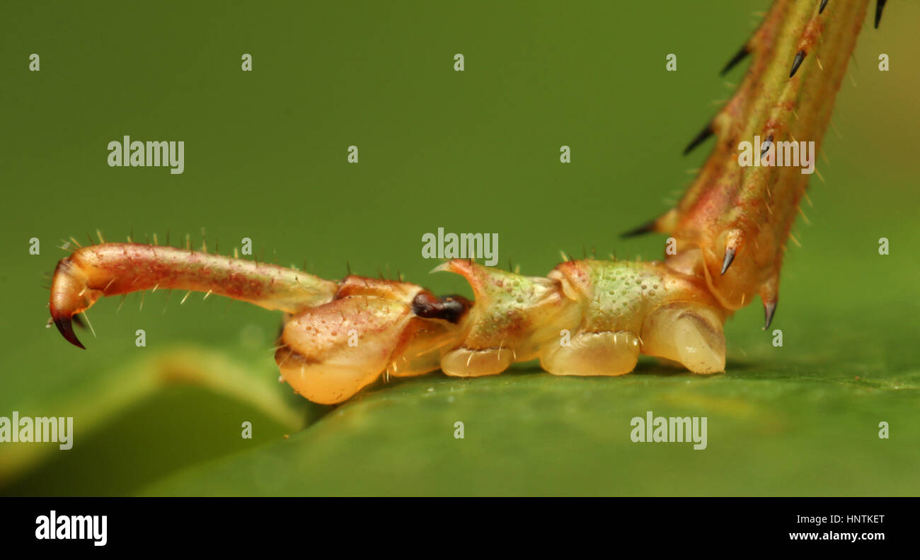 extreme macro of spiders/flies/bees with amazing colors and sharpeness ...