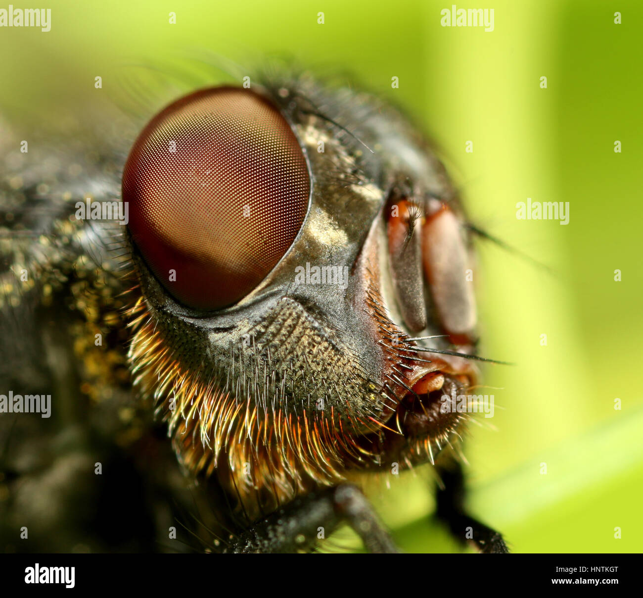 extreme macro of spiders/flies/bees with amazing colors and sharpeness ...
