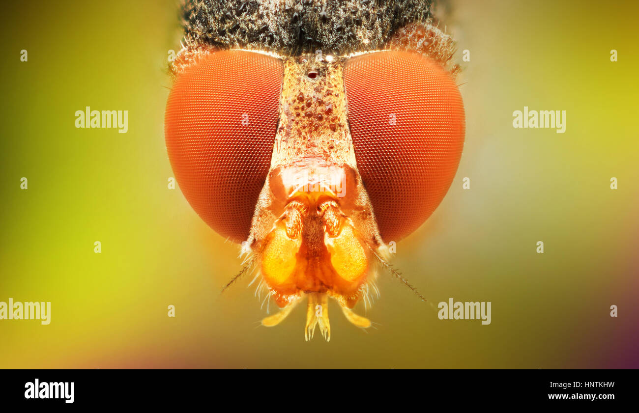 extreme macro of spiders/flies/bees with amazing colors and sharpeness ...
