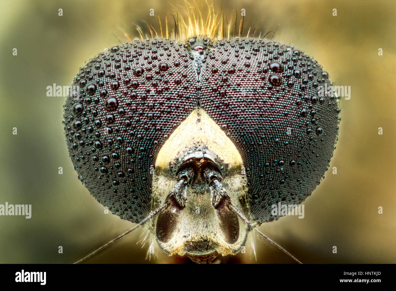extreme macro of spiders/flies/bees with amazing colors and sharpeness ...