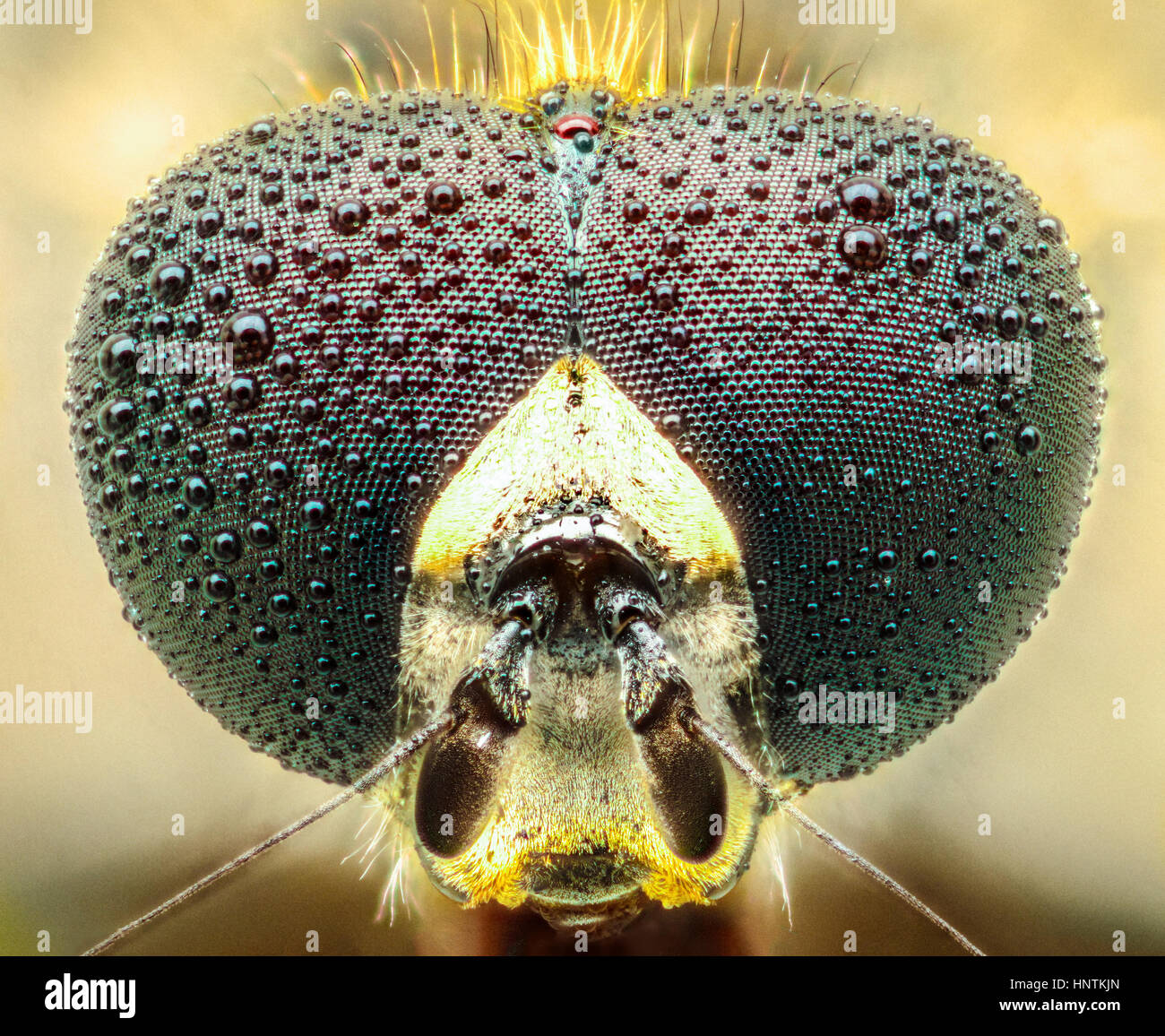 extreme macro of spiders/flies/bees with amazing colors and sharpeness ...