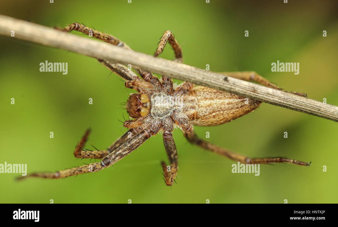 extreme macro of spiders/flies/bees with amazing colors and sharpeness ...