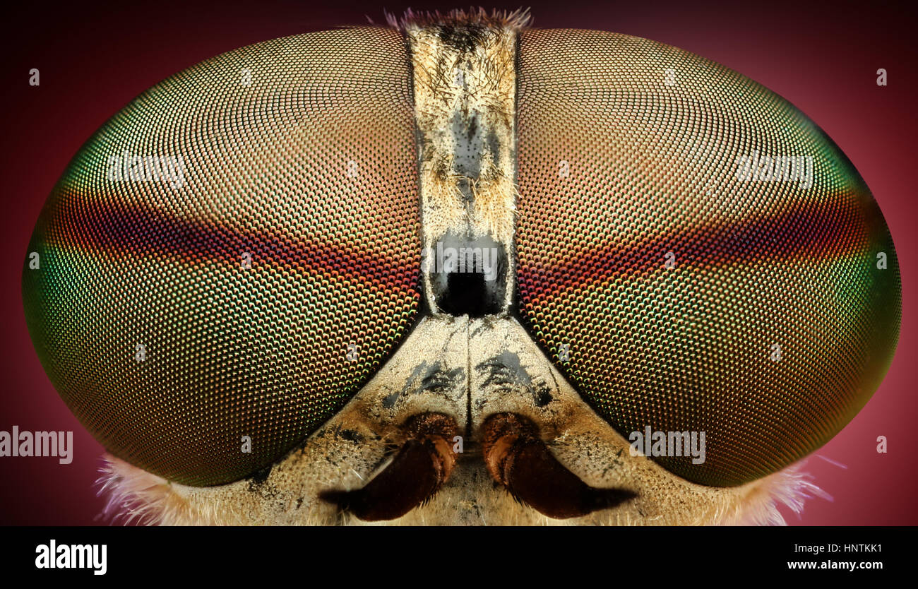 extreme macro of spiders/flies/bees with amazing colors and sharpeness ...