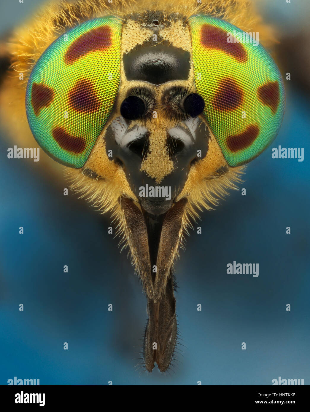 extreme macro of spiders/flies/bees with amazing colors and sharpeness ...