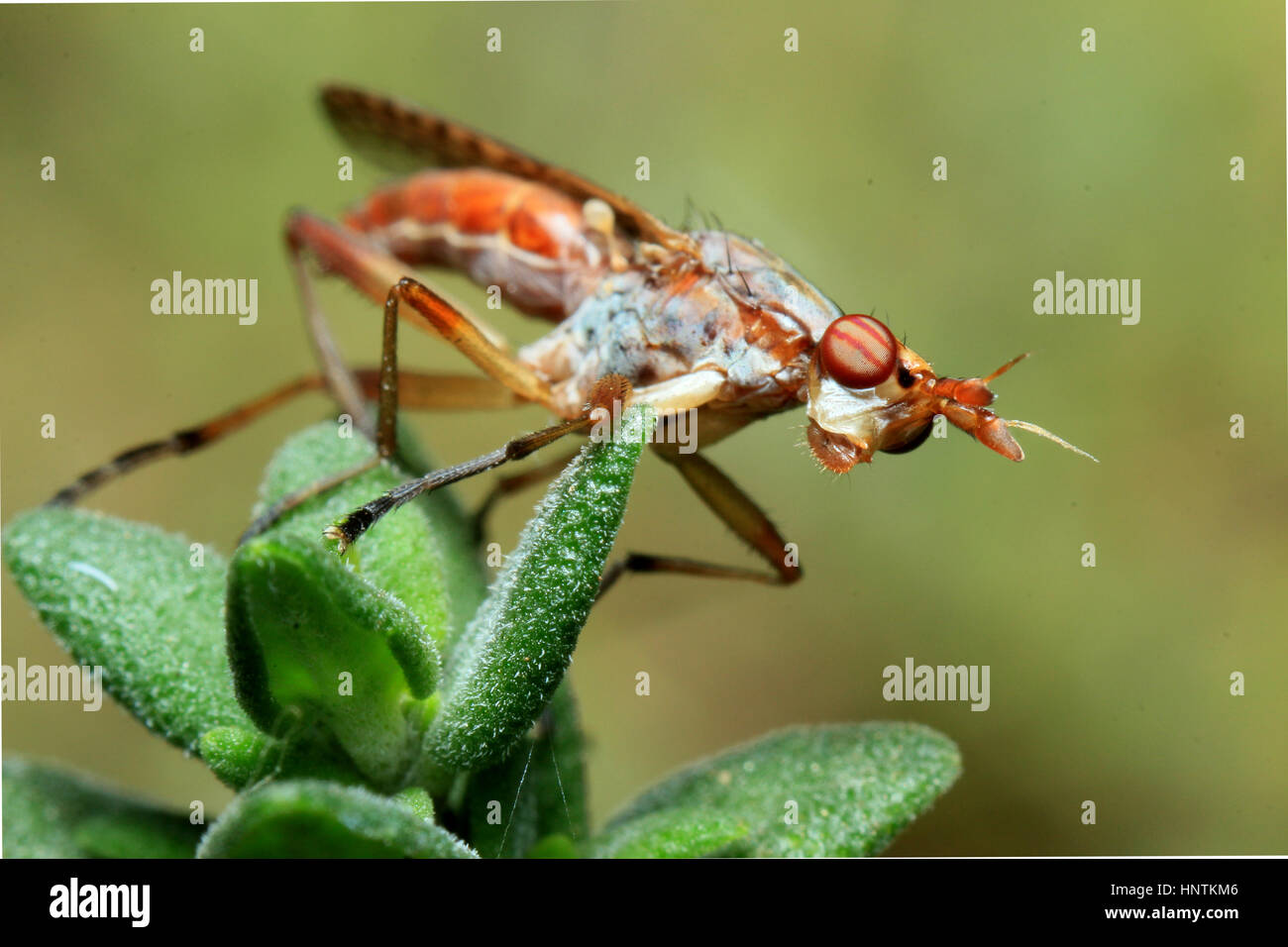extreme macro of spiders/flies/bees with amazing colors and sharpeness ...