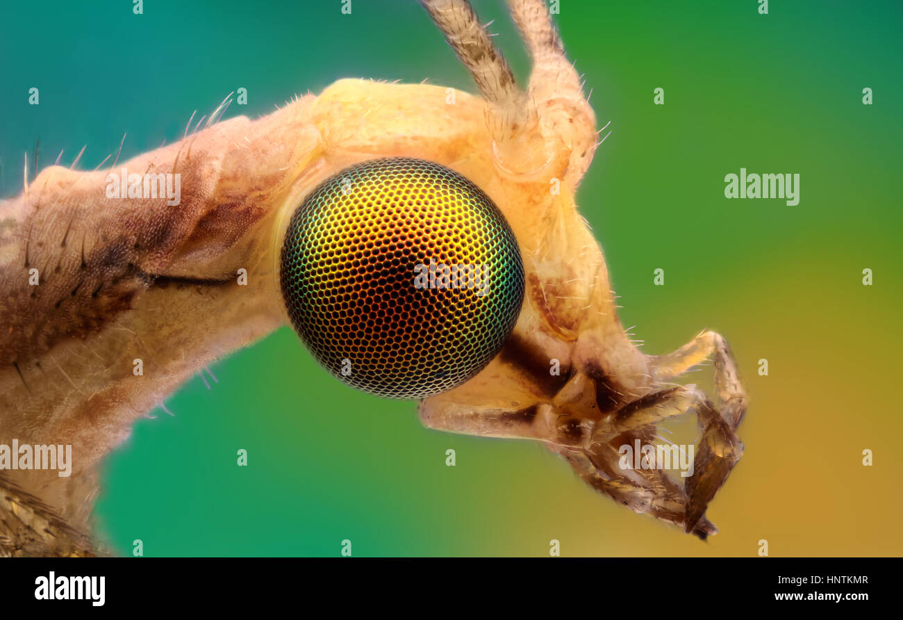 extreme macro of spiders/flies/bees with amazing colors and sharpeness ...