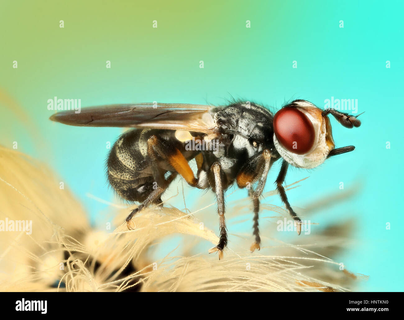 extreme macro of spiders/flies/bees with amazing colors and sharpeness ...