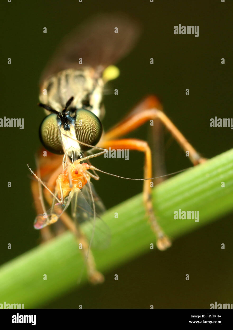 extreme macro of spiders/flies/bees with amazing colors and sharpeness ...