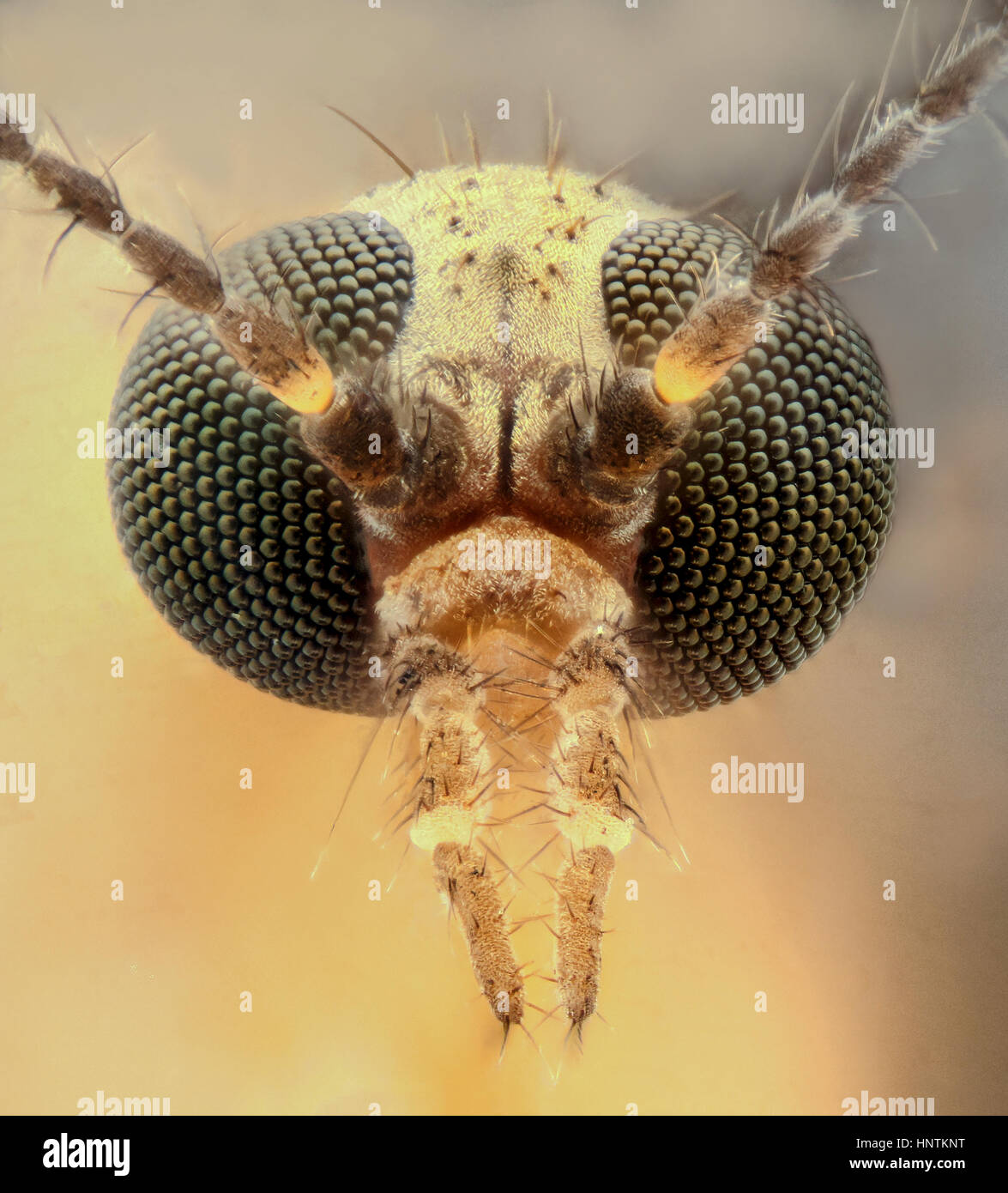 extreme macro of spiders/flies/bees with amazing colors and sharpeness ...