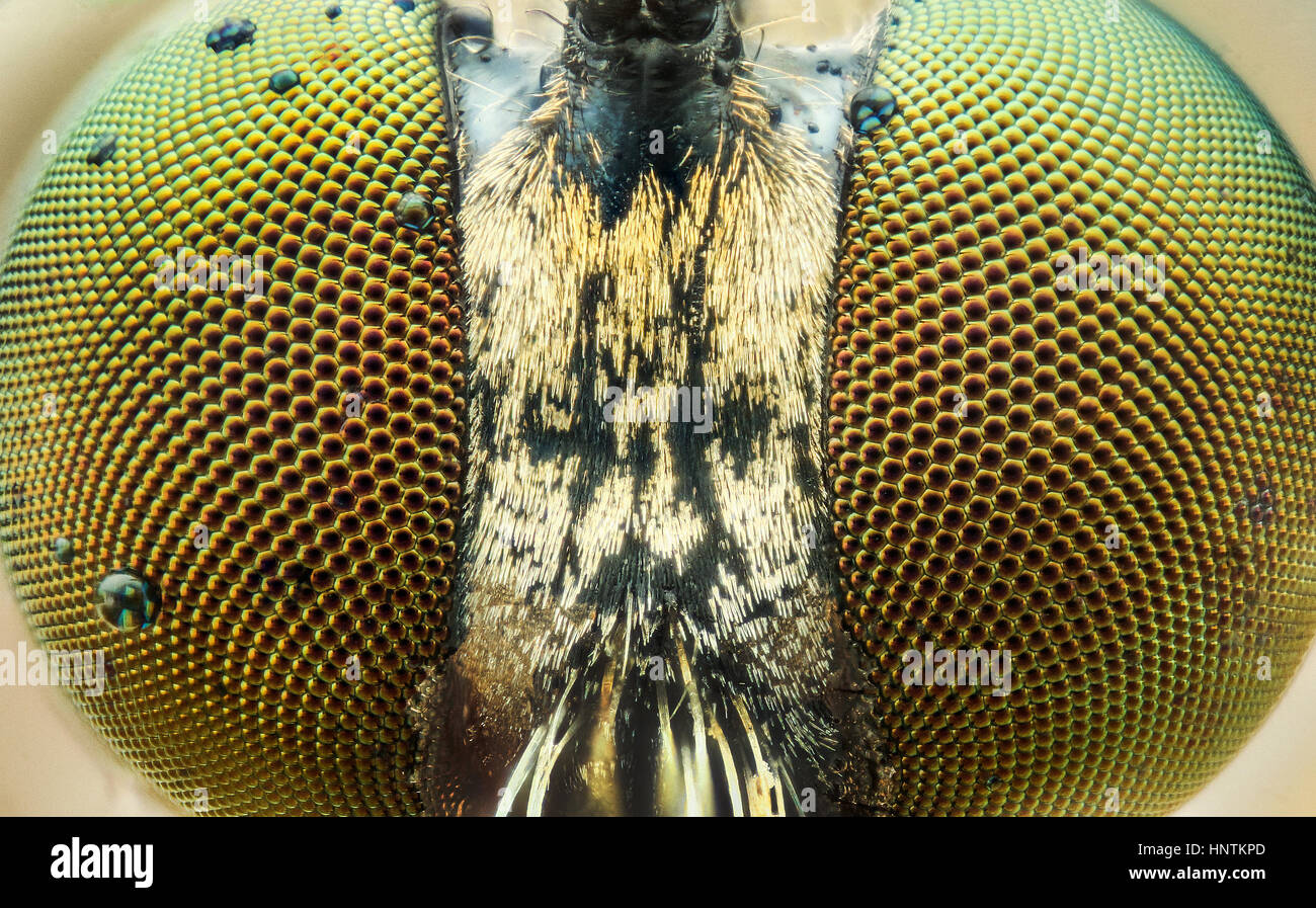 extreme macro of spiders/flies/bees with amazing colors and sharpeness ...