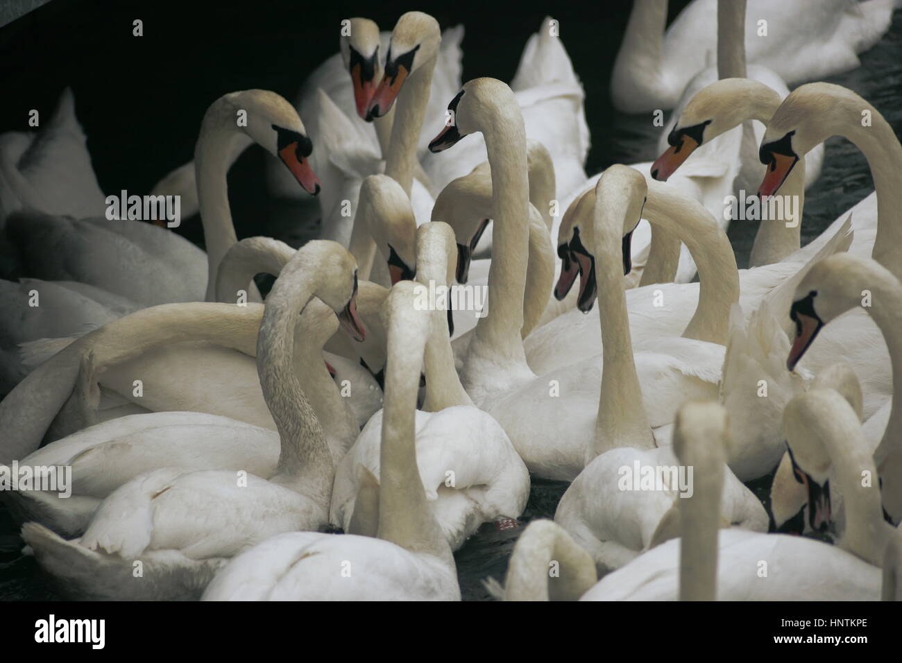 A group of Swans going after a free snack, all bowing their necks at ...