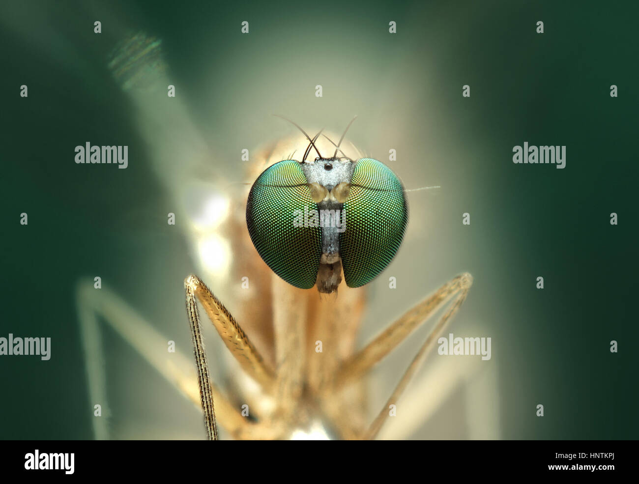 extreme macro of spiders/flies/bees with amazing colors and sharpeness ...