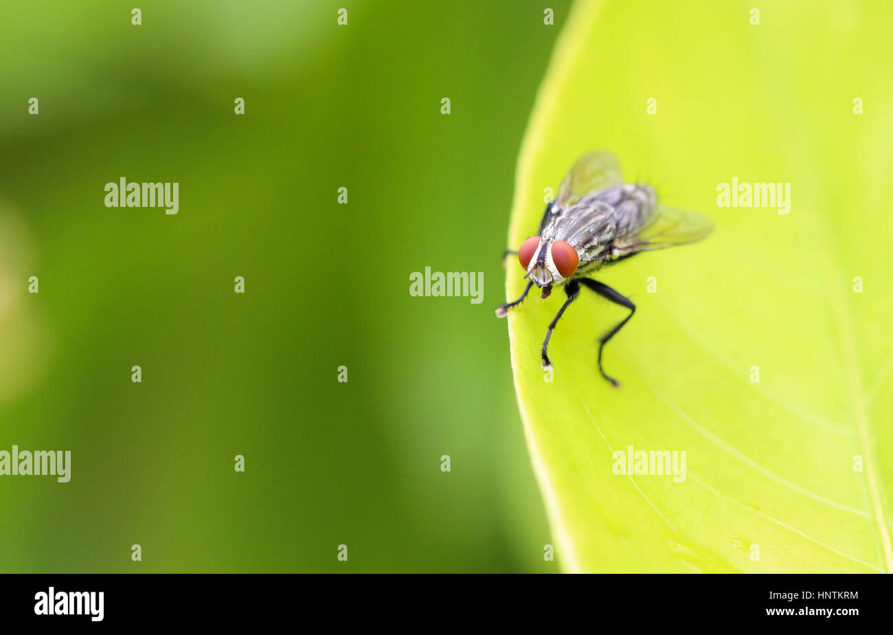 extreme macro of spiders/flies/bees with amazing colors and sharpeness ...