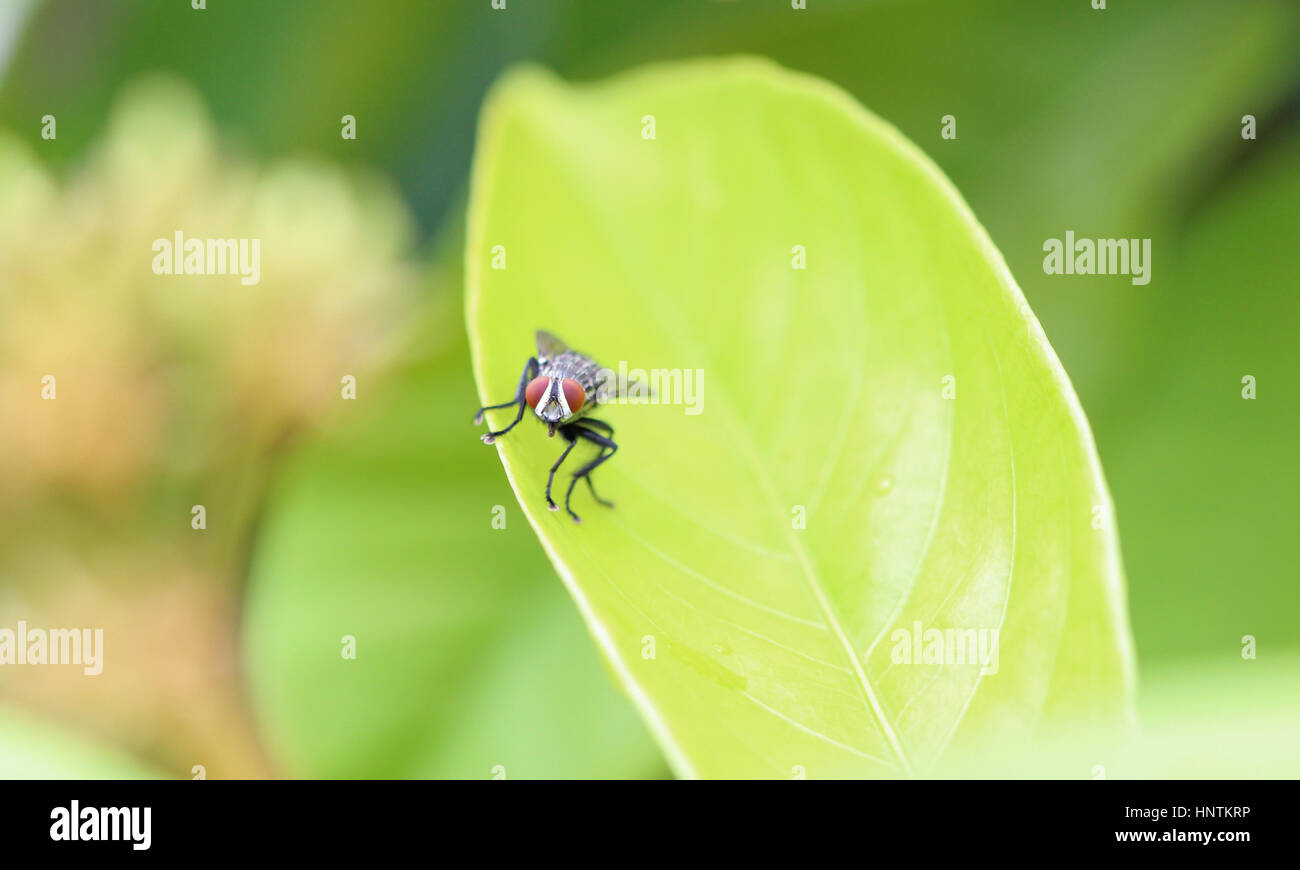 extreme macro of spiders/flies/bees with amazing colors and sharpeness ...