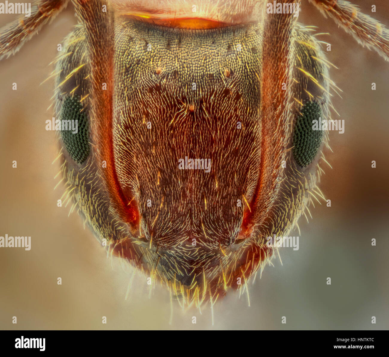 extreme macro of spiders/flies/bees with amazing colors and sharpeness ...