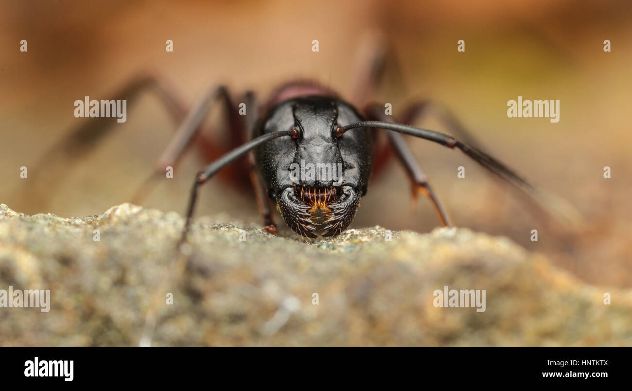 extreme macro of spiders/flies/bees with amazing colors and sharpeness ...