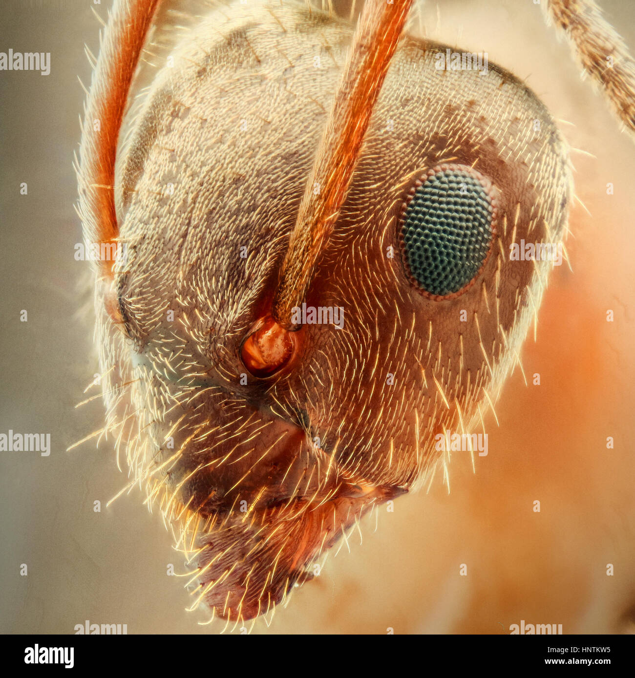 extreme macro of spiders/flies/bees with amazing colors and sharpeness ...