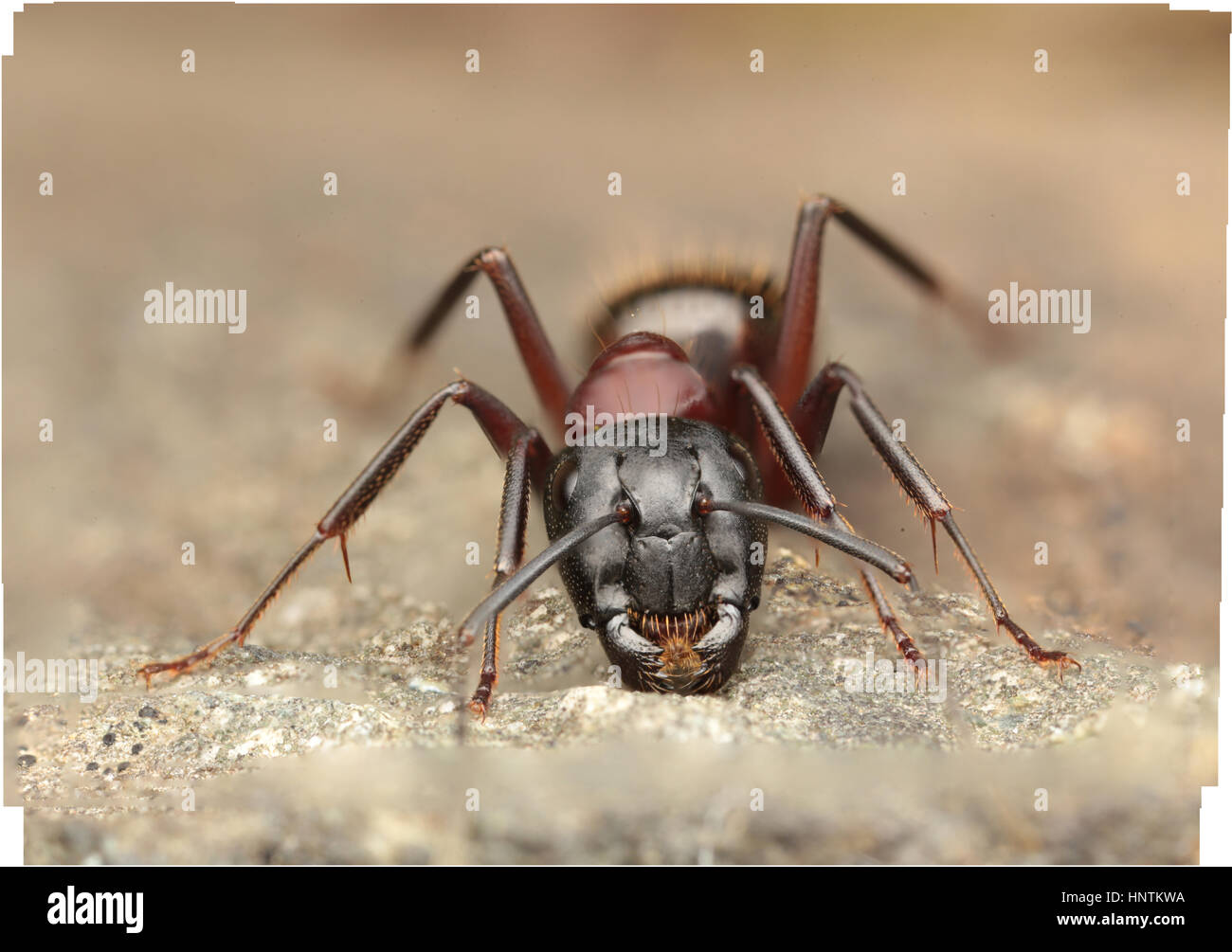 extreme macro of spiders/flies/bees with amazing colors and sharpeness ...