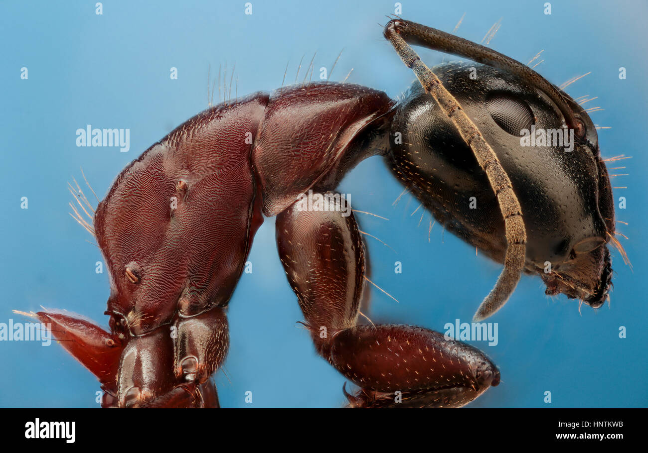 extreme macro of spiders/flies/bees with amazing colors and sharpeness ...