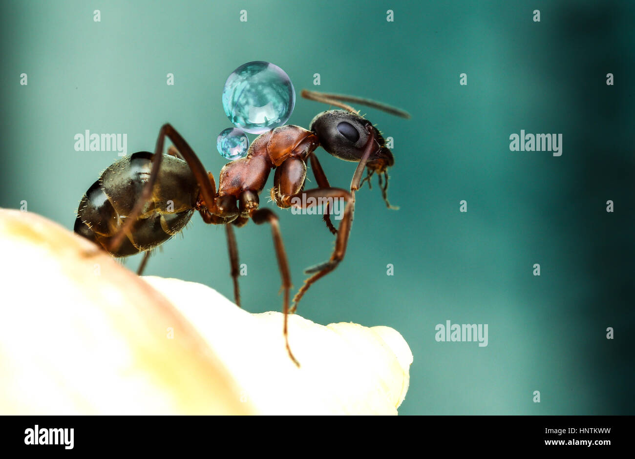 extreme macro of spiders/flies/bees with amazing colors and sharpeness ...