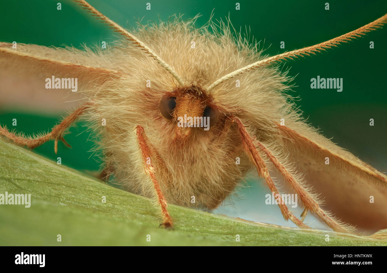 extreme macro of spiders/flies/bees with amazing colors and sharpeness ...