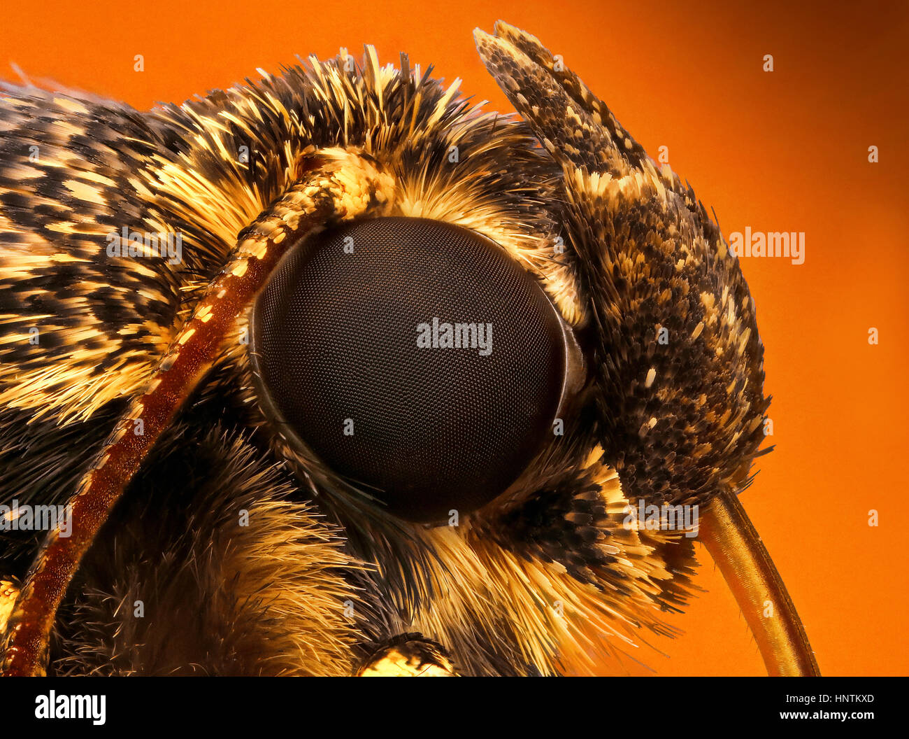 extreme macro of spiders/flies/bees with amazing colors and sharpeness ...