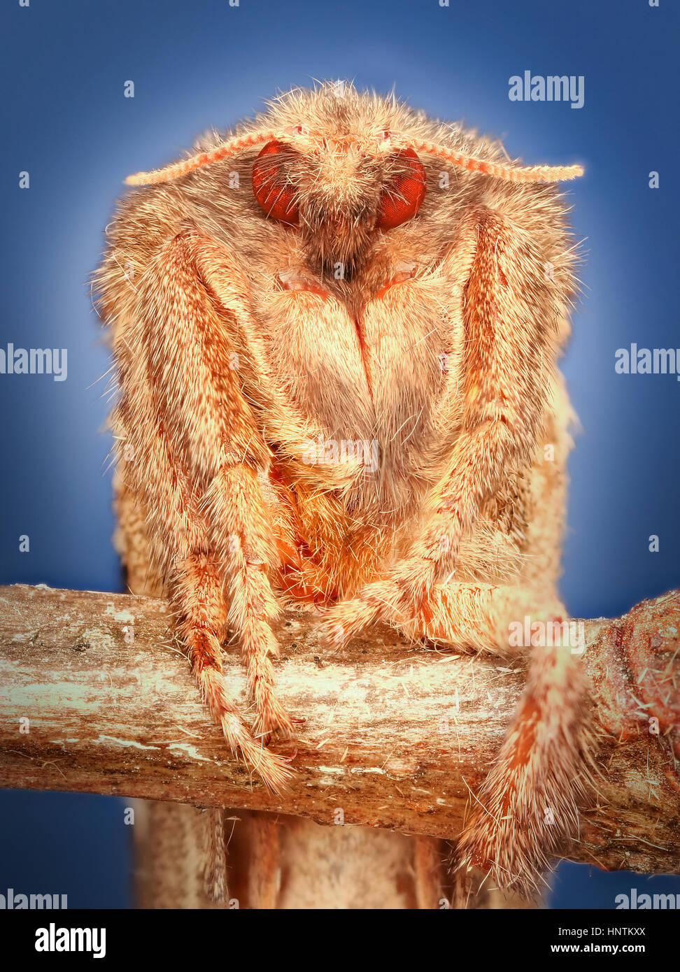 extreme macro of spiders/flies/bees with amazing colors and sharpeness ...