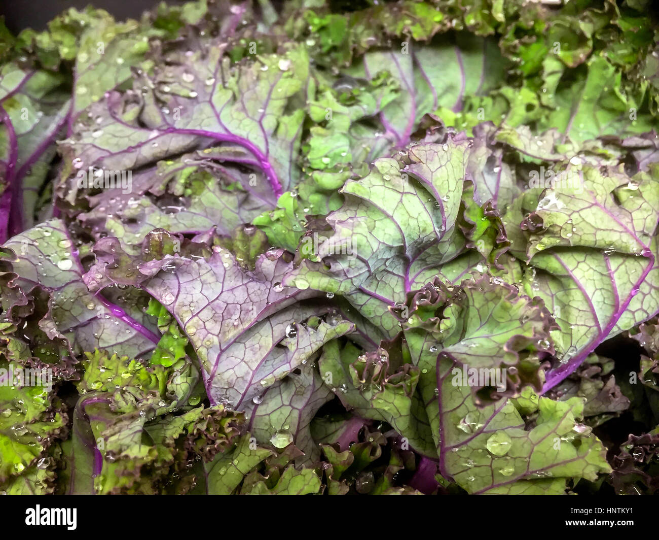 Beautiful fresh, organic purple leaf lettuce for sale at a market stall ...