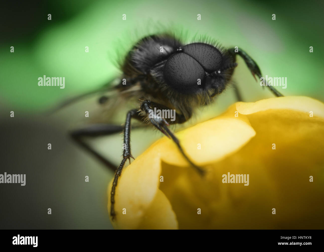 extreme macro of spiders/flies/bees with amazing colors and sharpeness ...