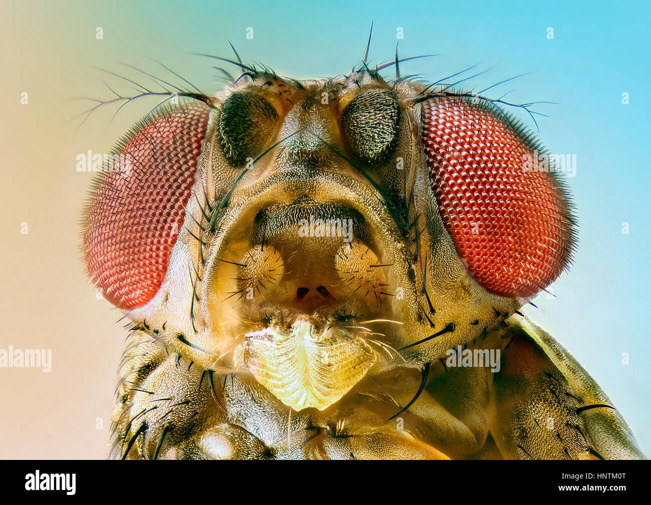 extreme macro of spiders/flies/bees with amazing colors and sharpeness ...