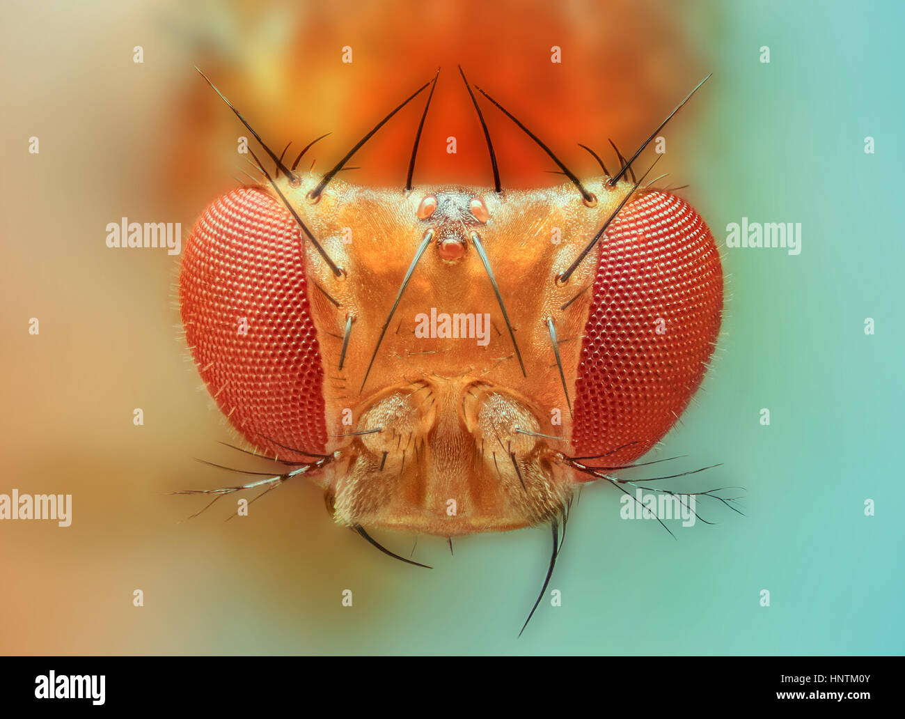 extreme macro of spiders/flies/bees with amazing colors and sharpeness ...