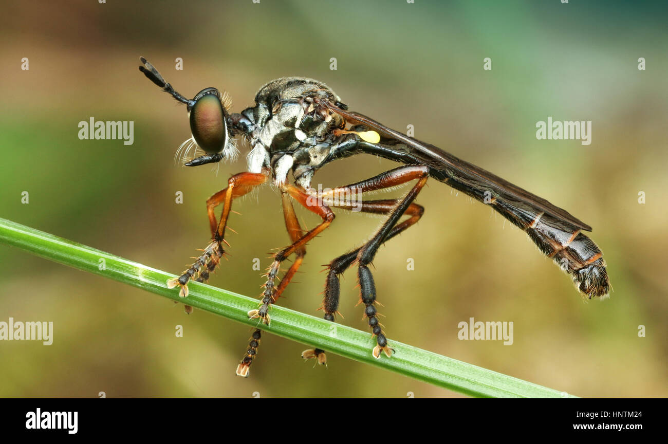 extreme macro of spiders/flies/bees with amazing colors and sharpeness ...