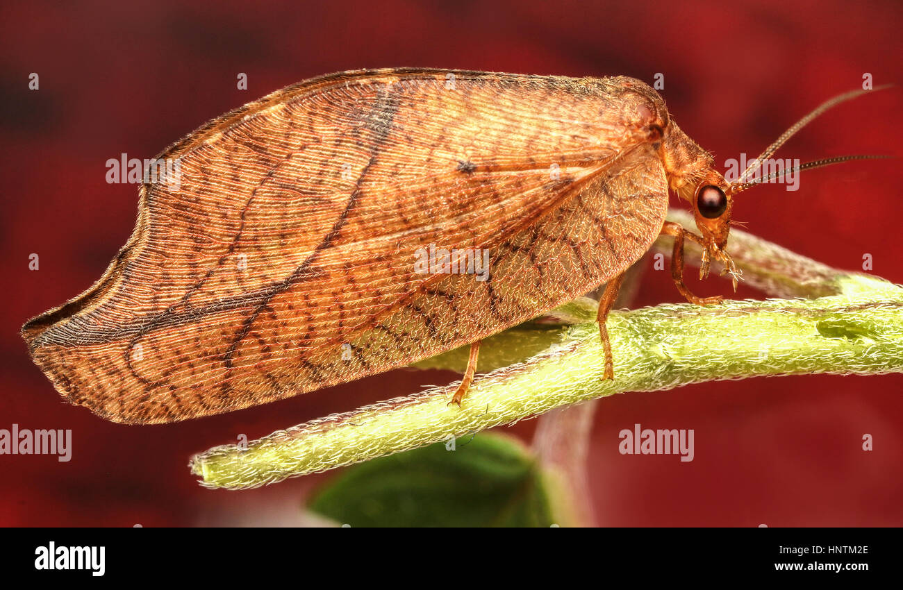 extreme macro of spiders/flies/bees with amazing colors and sharpeness ...