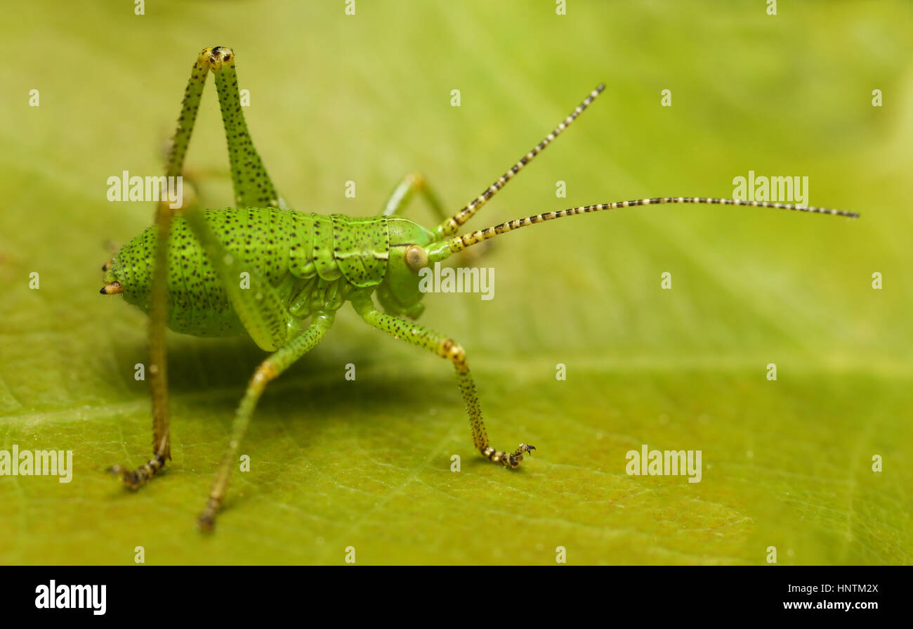 extreme macro of spiders/flies/bees with amazing colors and sharpeness ...