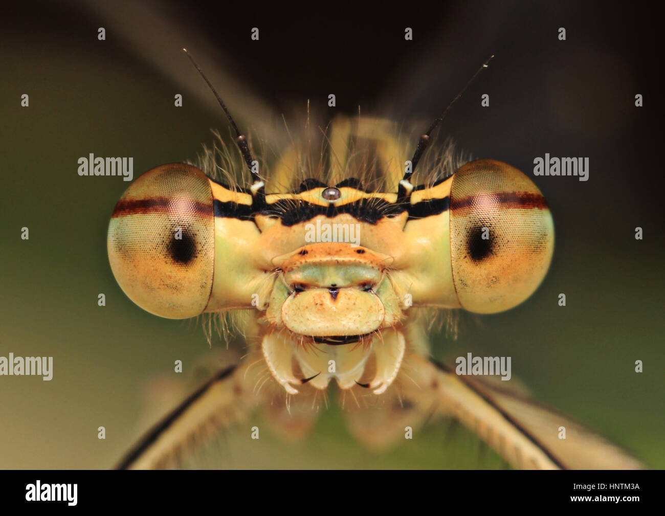 extreme macro of spiders/flies/bees with amazing colors and sharpeness ...