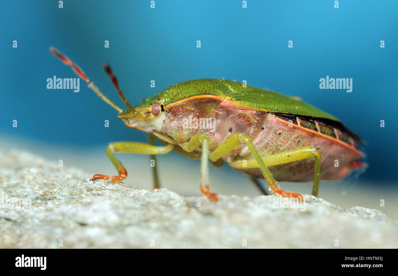 extreme macro of spiders/flies/bees with amazing colors and sharpeness ...
