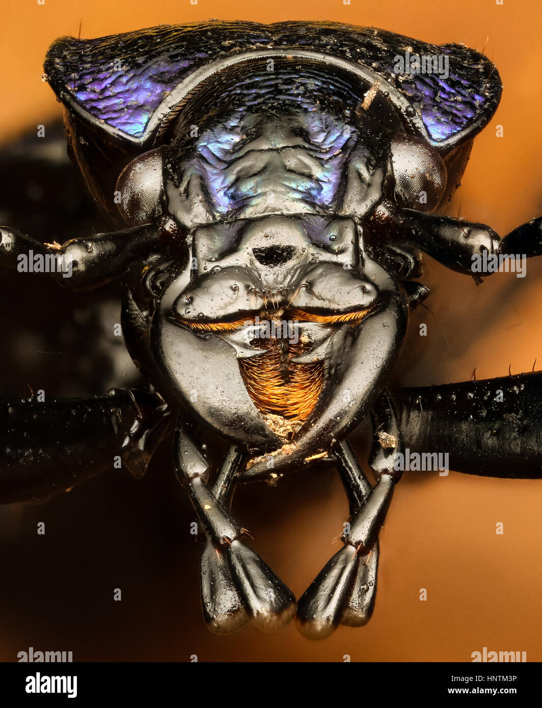 extreme macro of spiders/flies/bees with amazing colors and sharpeness ...