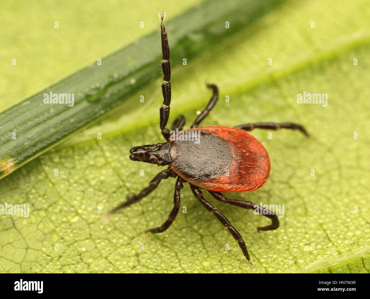 extreme macro of spiders/flies/bees with amazing colors and sharpeness ...