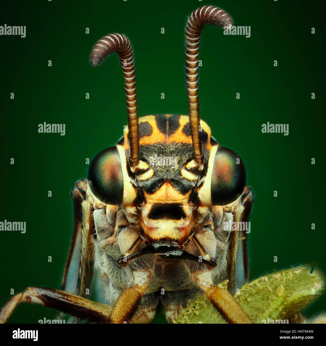 extreme macro of spiders/flies/bees with amazing colors and sharpeness ...