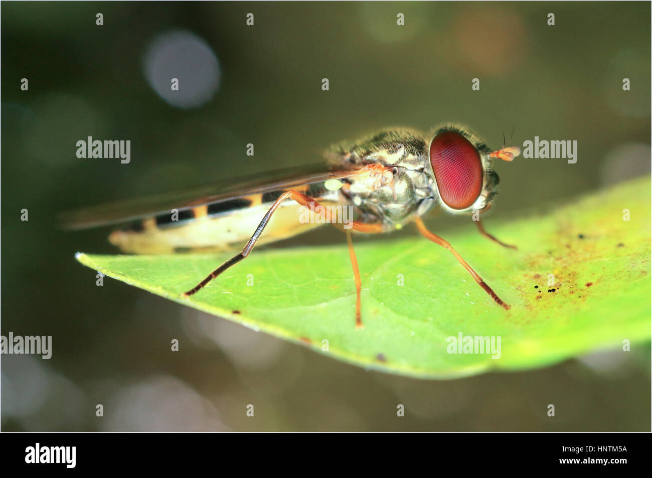 extreme macro of spiders/flies/bees with amazing colors and sharpeness ...