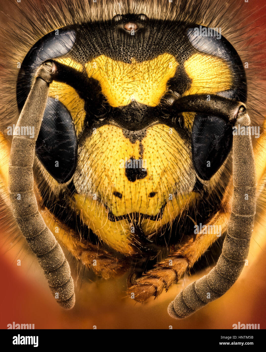 extreme macro of spiders/flies/bees with amazing colors and sharpeness ...