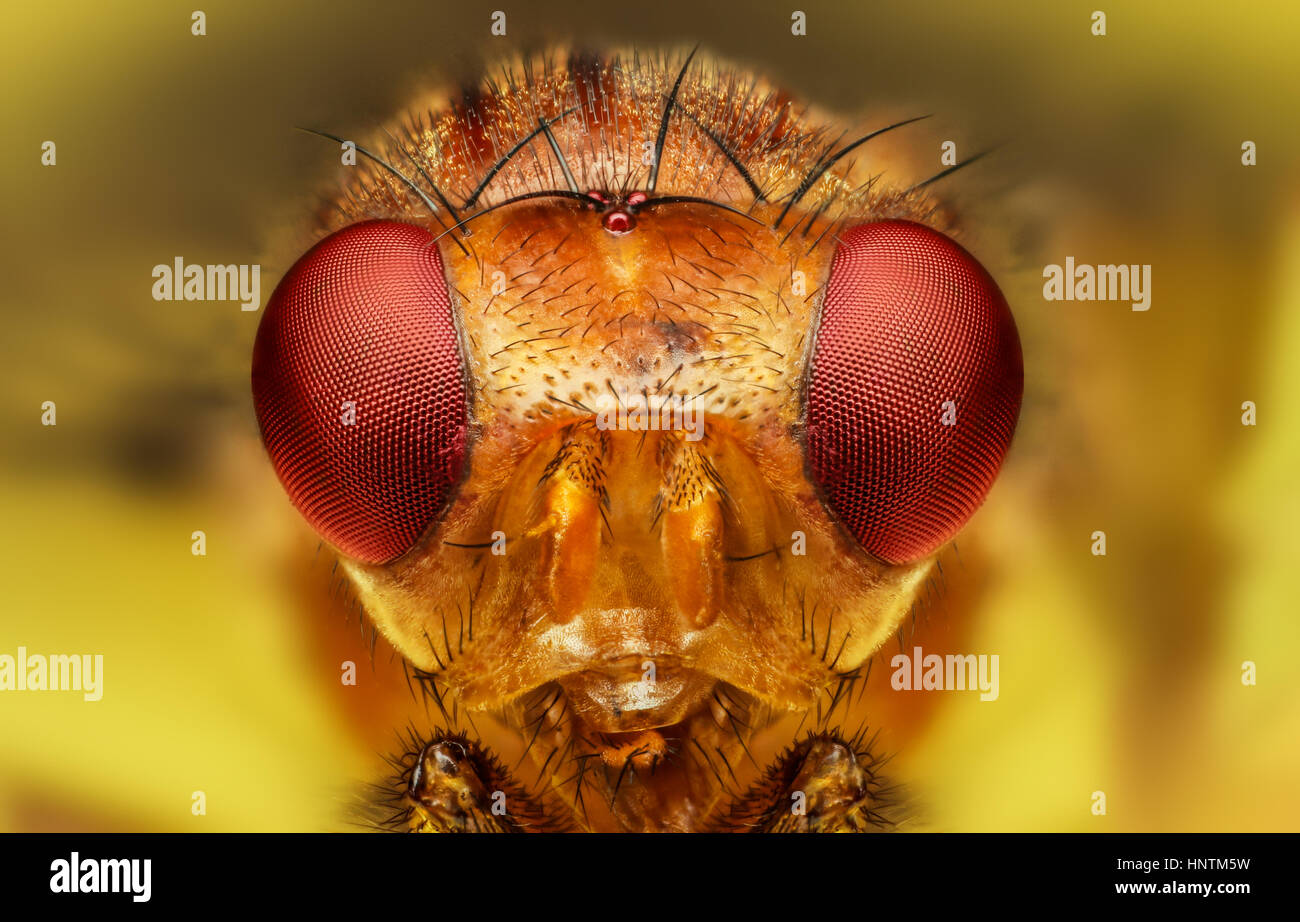 extreme macro of spiders/flies/bees with amazing colors and sharpeness ...