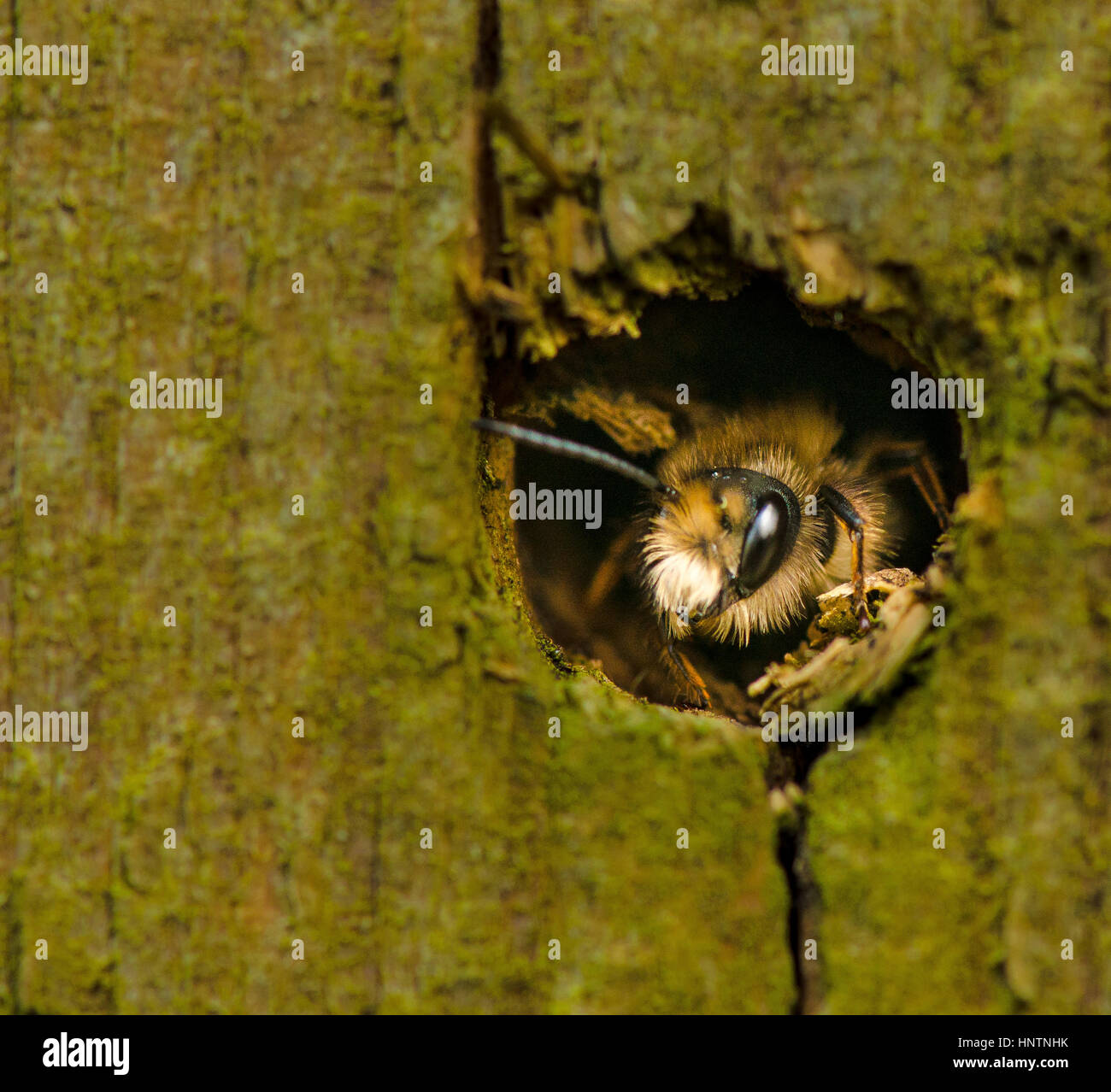 Mini beasts hi-res stock photography and images - Alamy