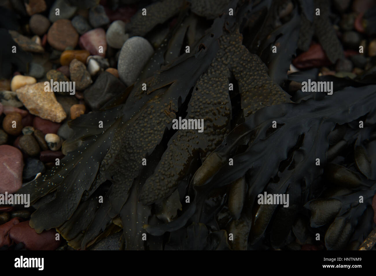 Seaweed and rocks Stock Photo - Alamy