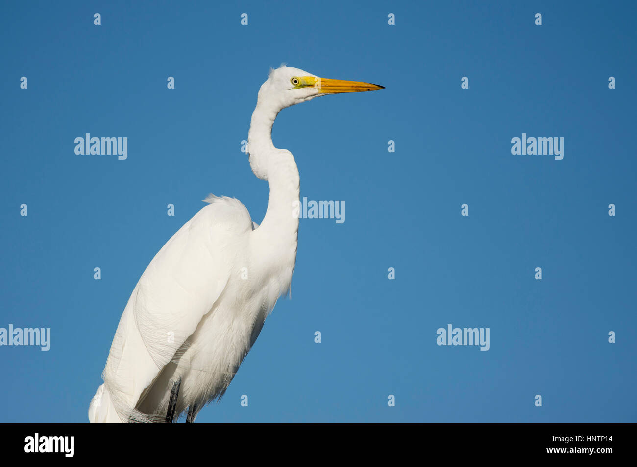 A Great Egret stands in front of a bright blue sky with its neck curved ...